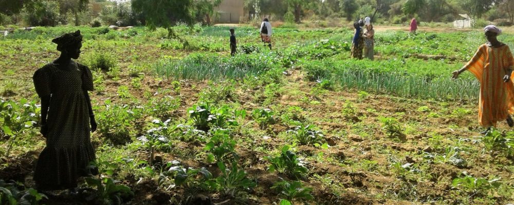 Landwirtschaftliche Oasen im Hot Spot Afrika